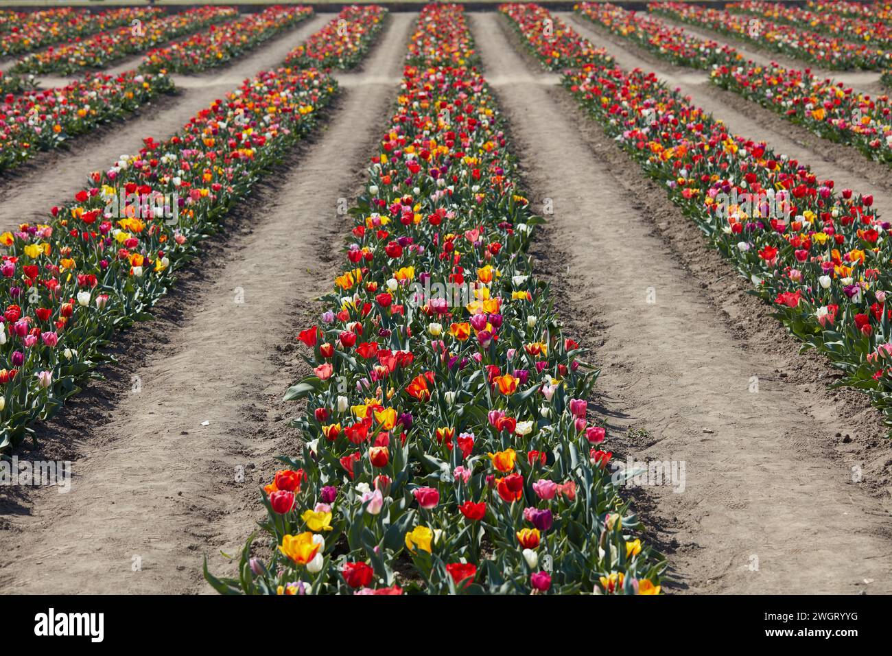 Tulip field, rows of flowers in assorted colors in spring sunlight ...