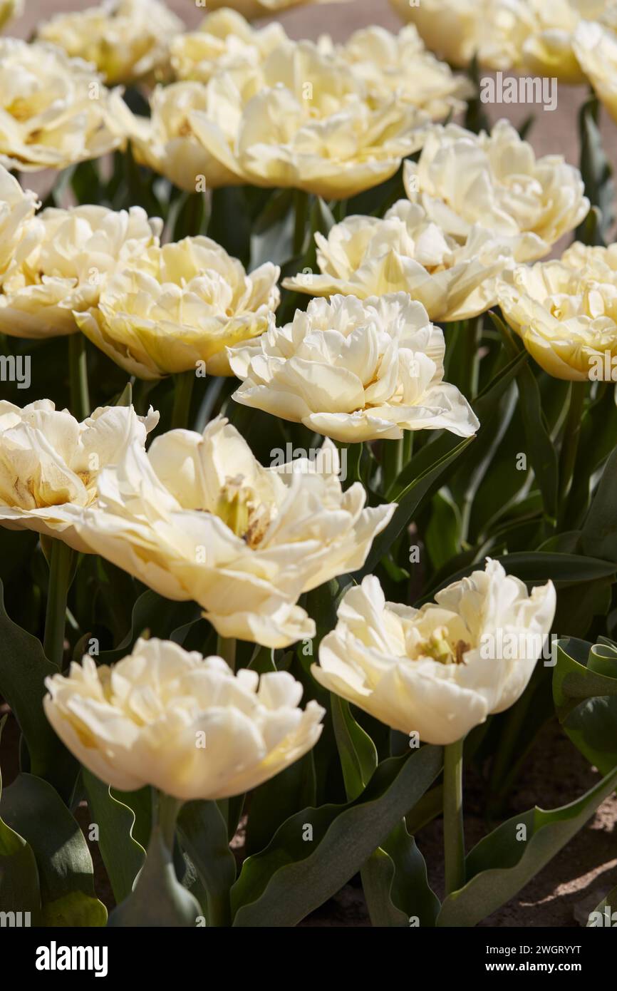 Tulip Verona flowers texture background in spring sunlight Stock Photo ...