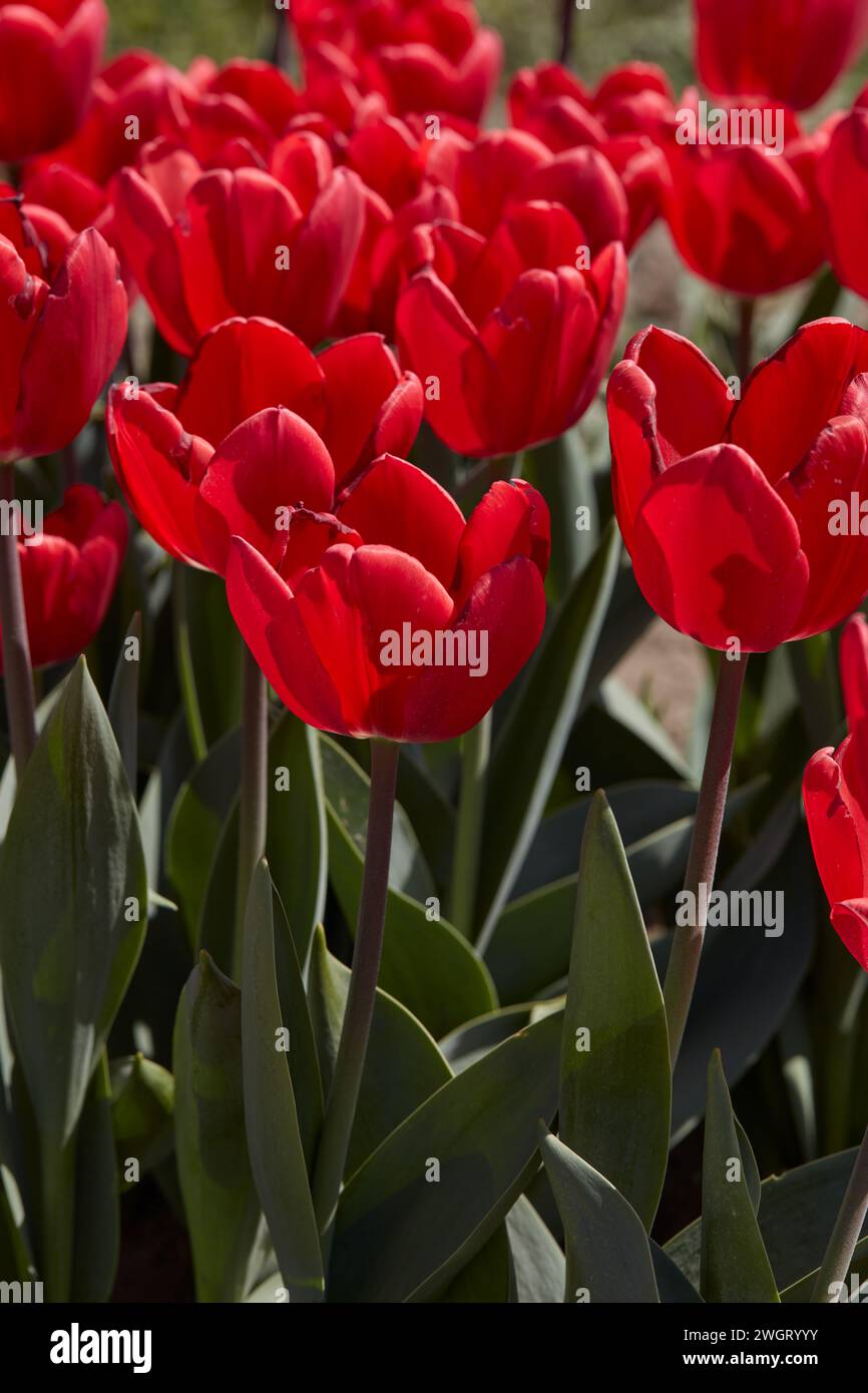Tulip Cherry Delight, red flowers in spring sunlight Stock Photo - Alamy
