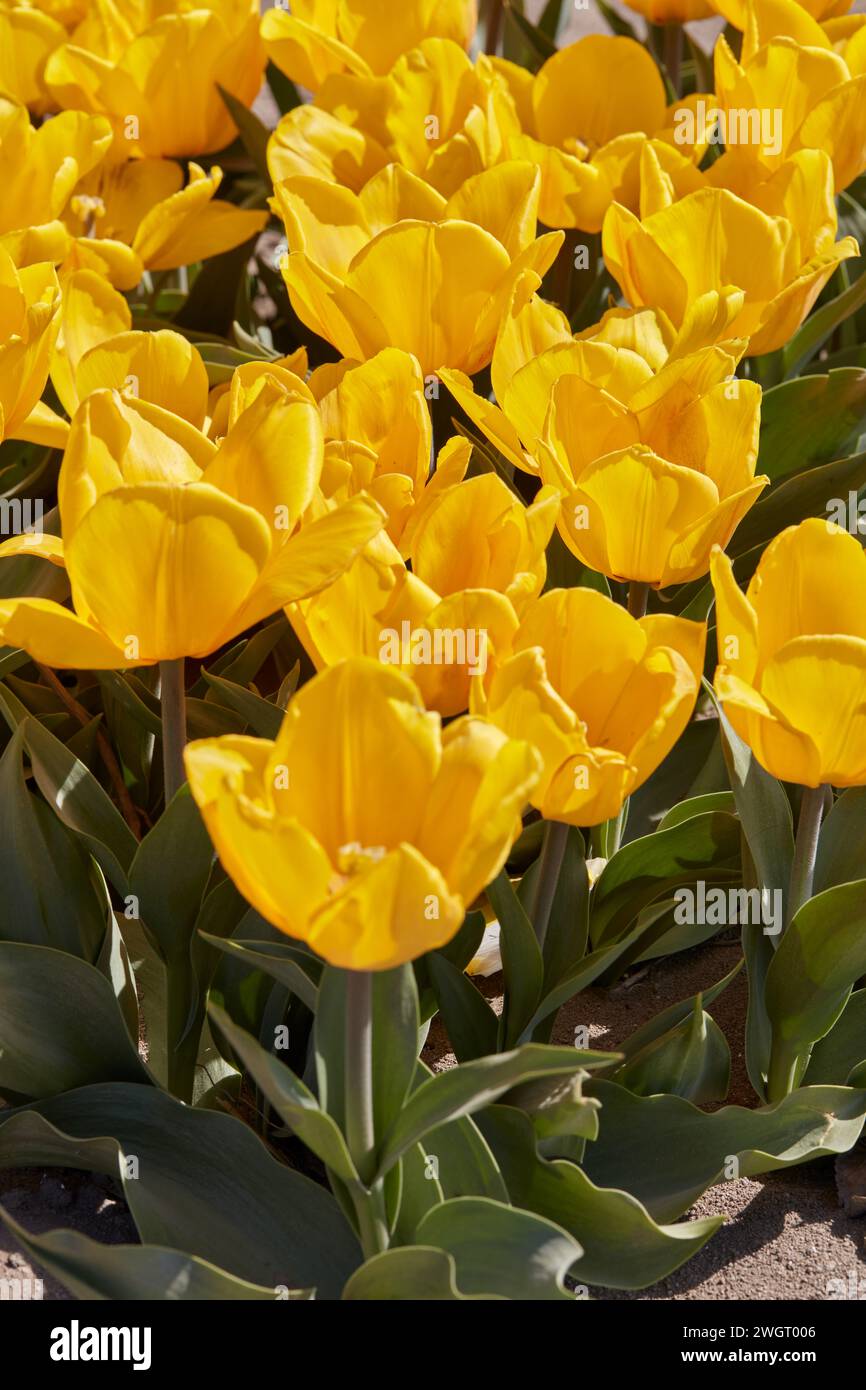 Tulip Sunny Prince yellow flowers in spring sunlight Stock Photo - Alamy