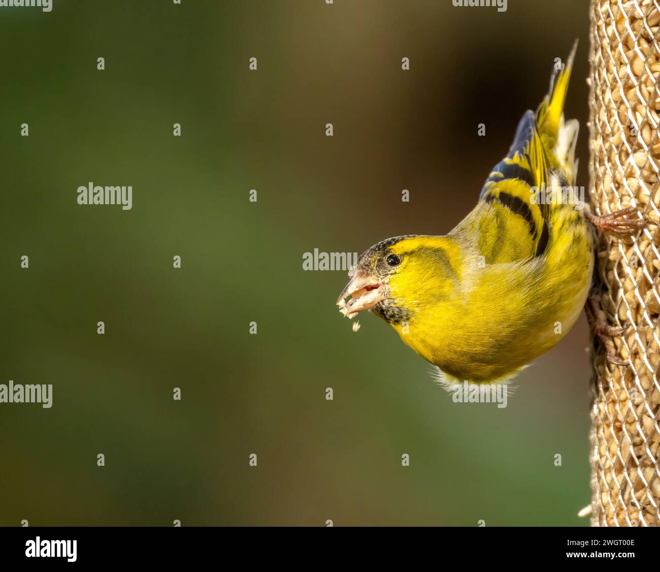 Bright and colourful male siskin bird eating from a sunflower seed ...