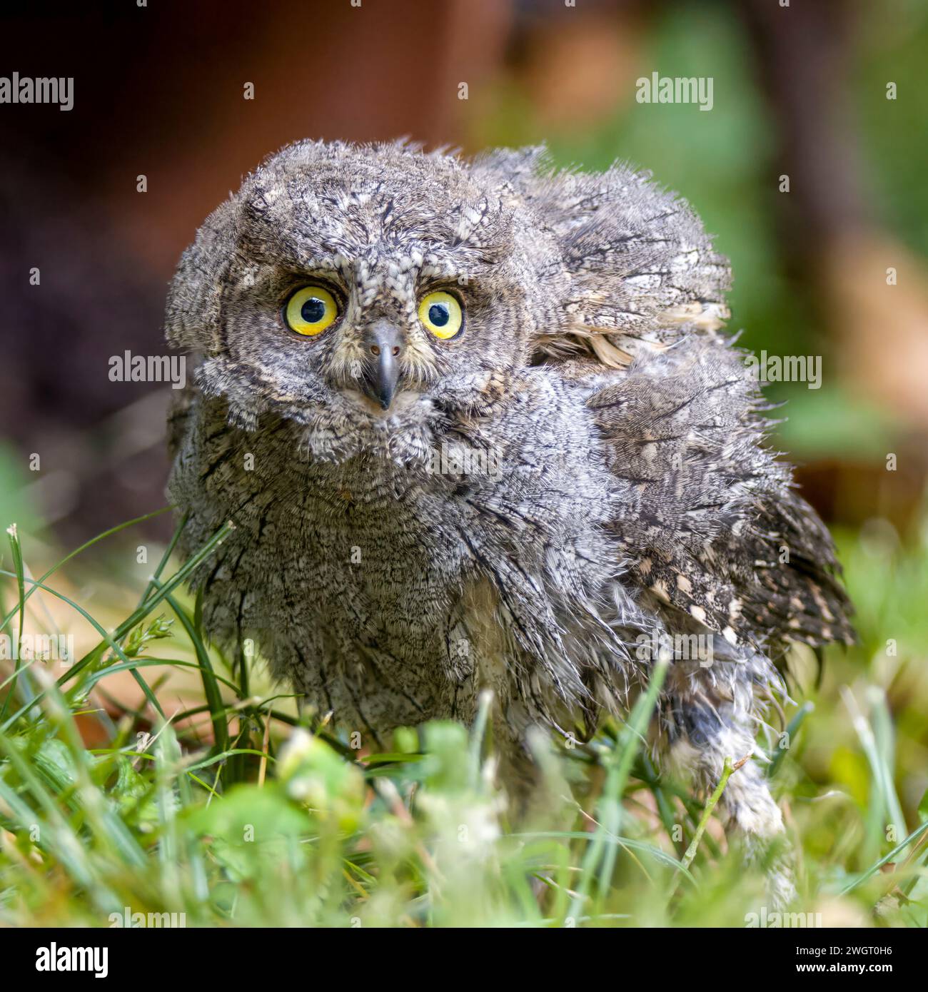 Shocked bird hi-res stock photography and images - Alamy