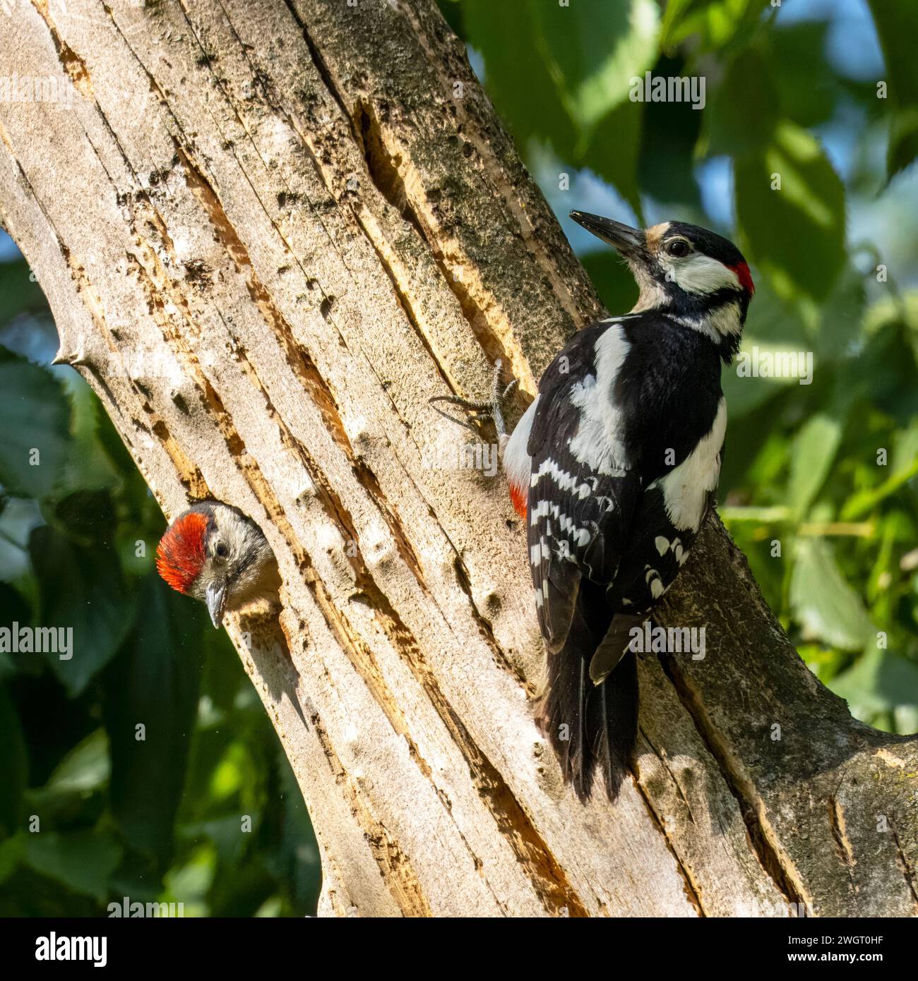 Great spotted woodpecker, Dendrocopos major, caring for his young, Lake ...