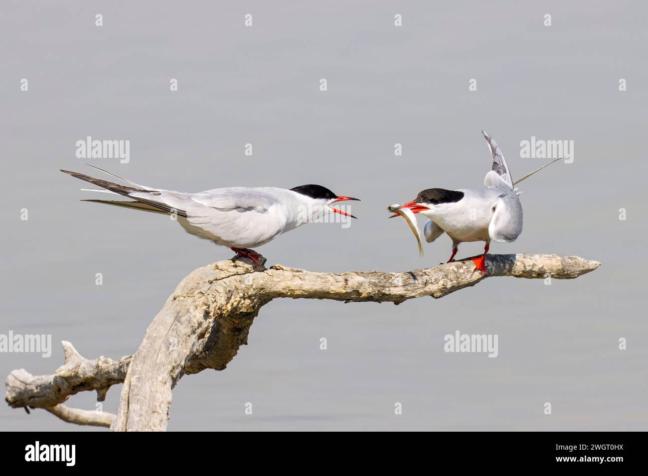 Sterna charadriiformes hi-res stock photography and images - Alamy