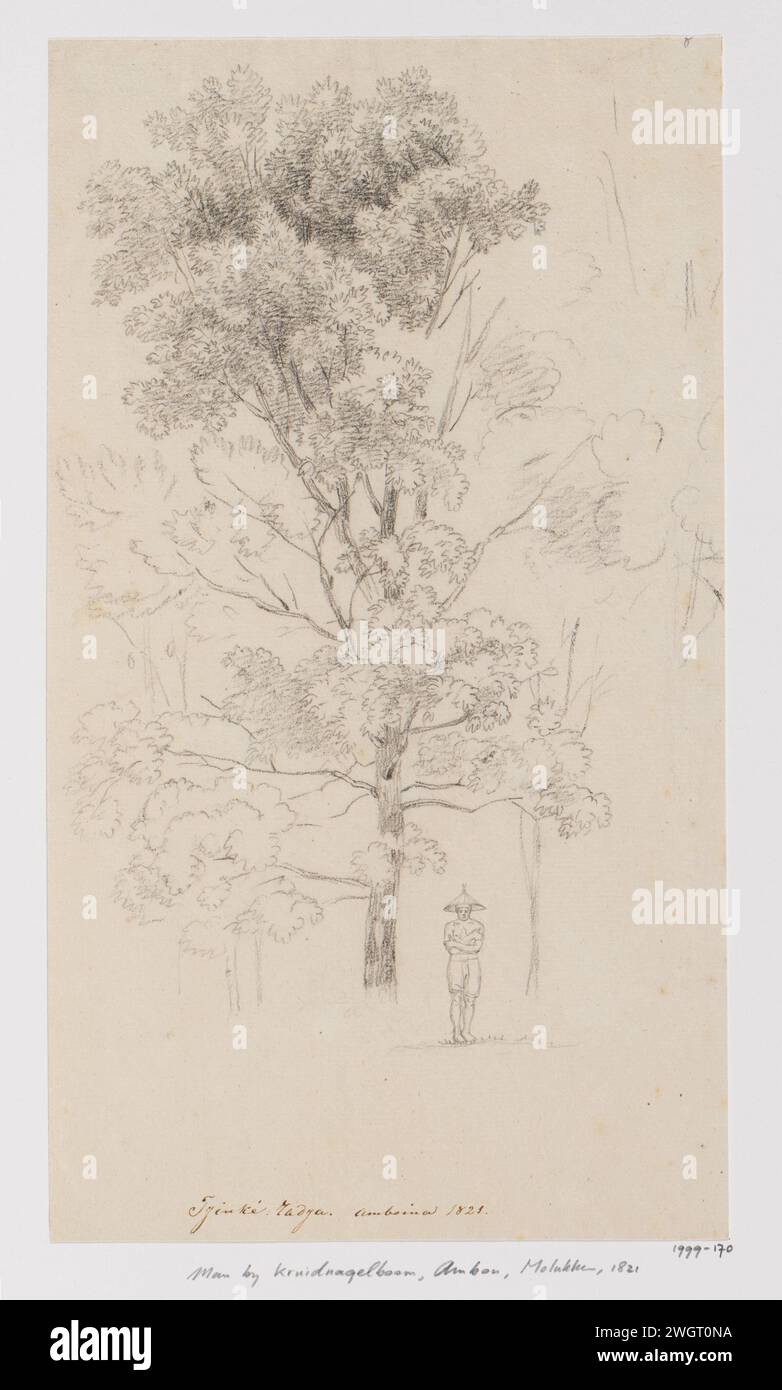 Kruidnagelboom and Man on Ambon, Moluccas, Adrianus Johannes Bik, 1821 drawing Moluccas paper ...
