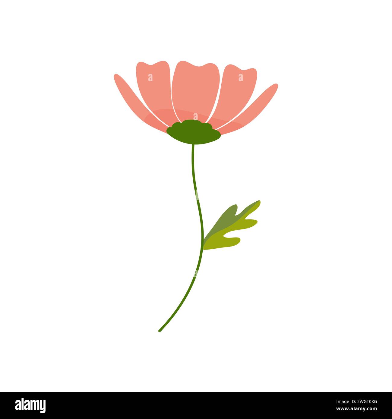 Hand drawn simple red poppy flower, a spring summer plant on a white ...