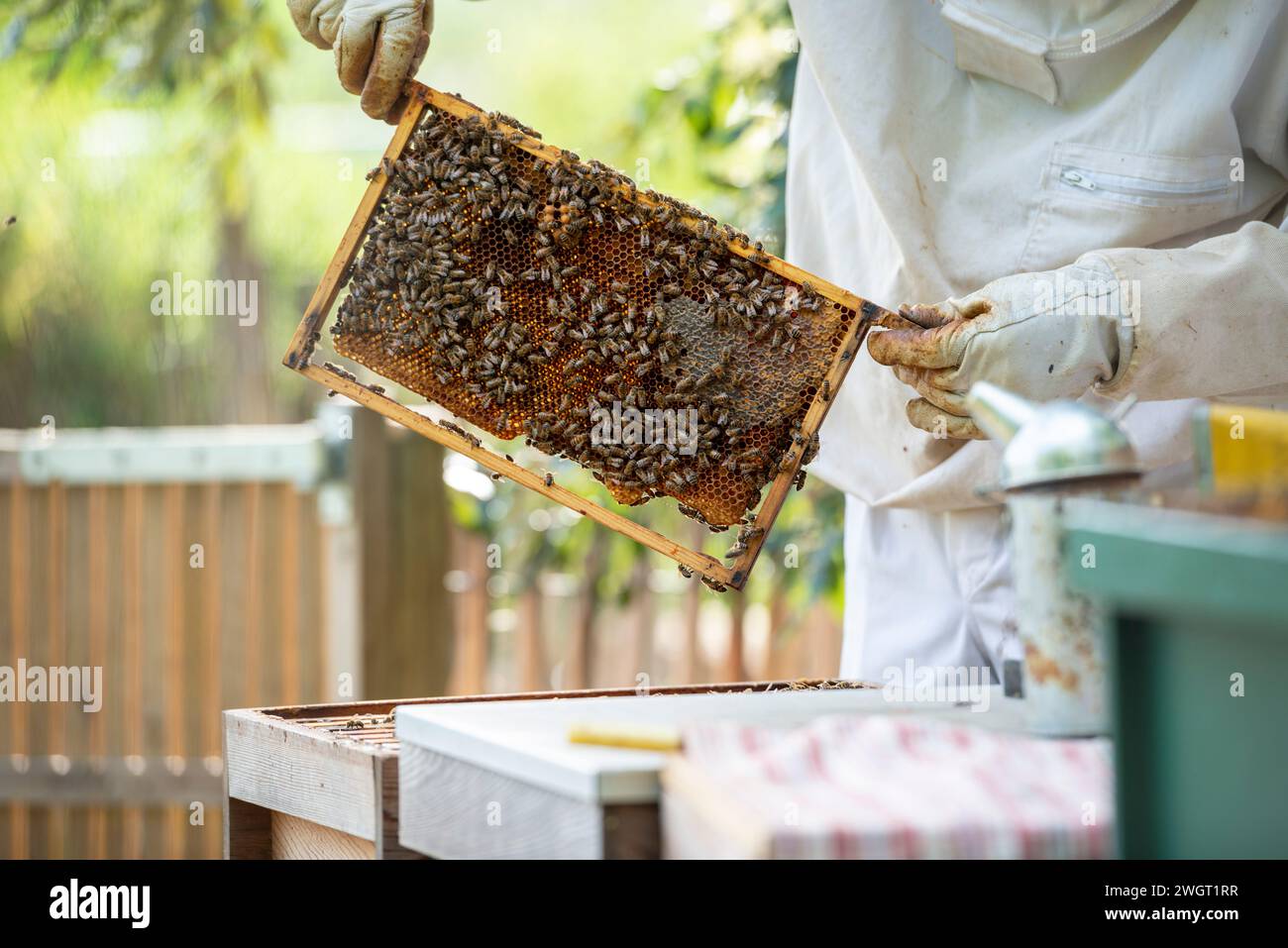 Man lifting honey comb bee hive out of its home to inspect for honey ...