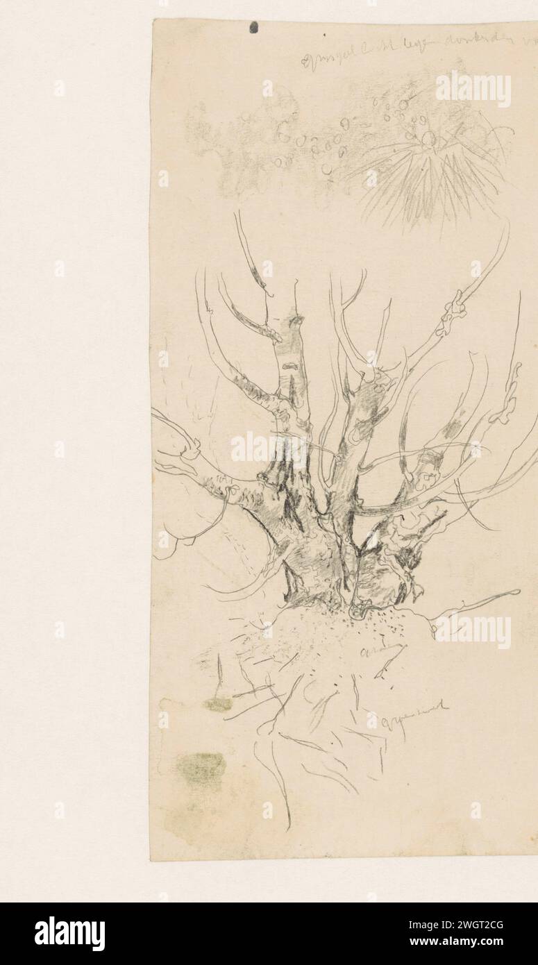 Boomstronk, Jan Mankes, 1899 - 1920 drawing paper. pencil. chalk trees ...