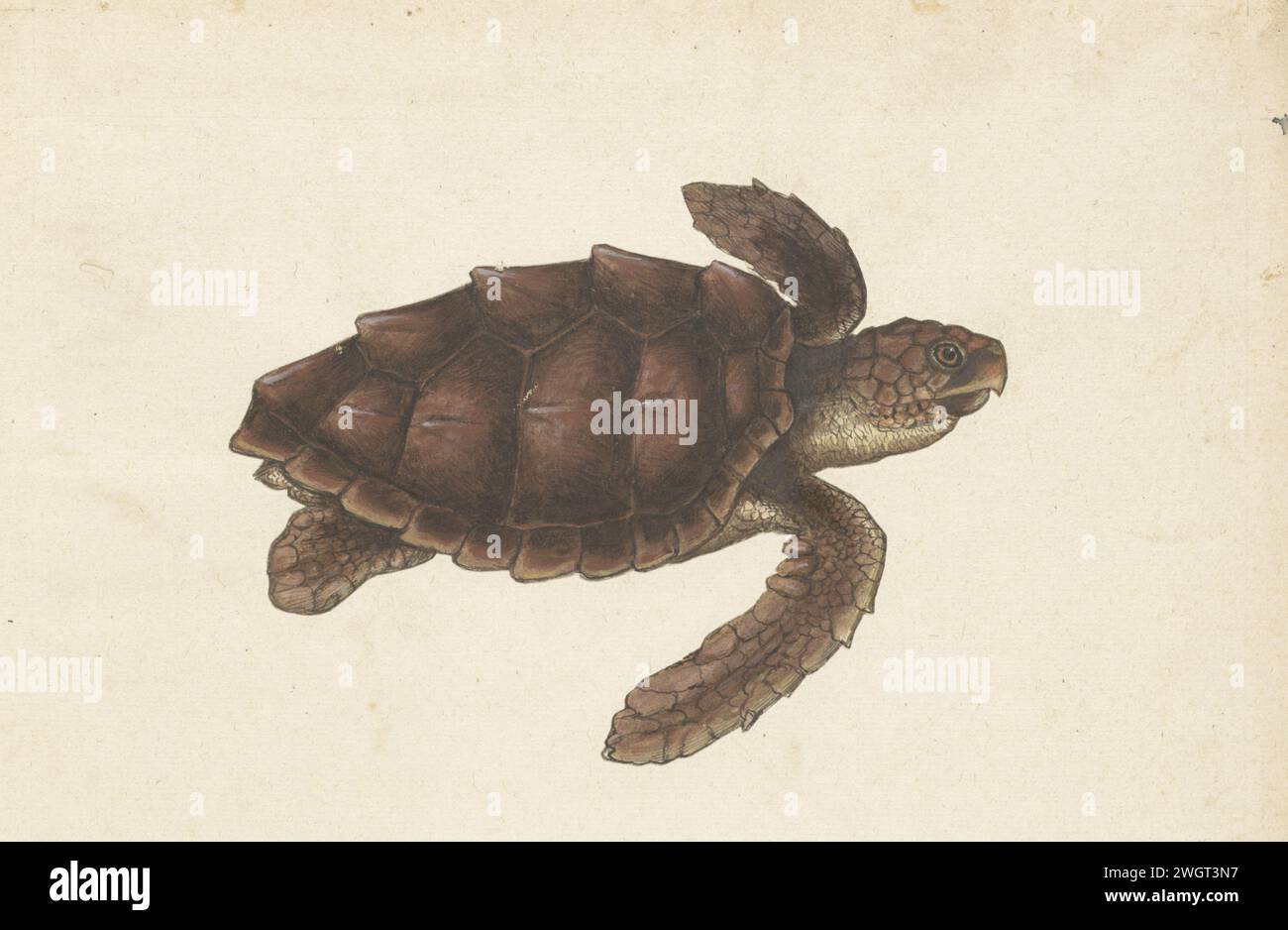 Sea turtle, anonymous, 1560 - 1585 drawing Sea turtle (Eretmochelys ...