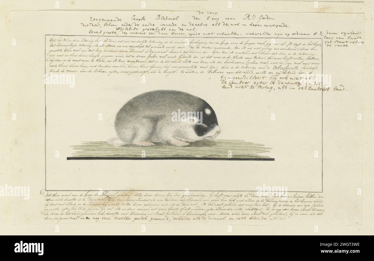 Georychus capensis hi-res stock photography and images - Alamy