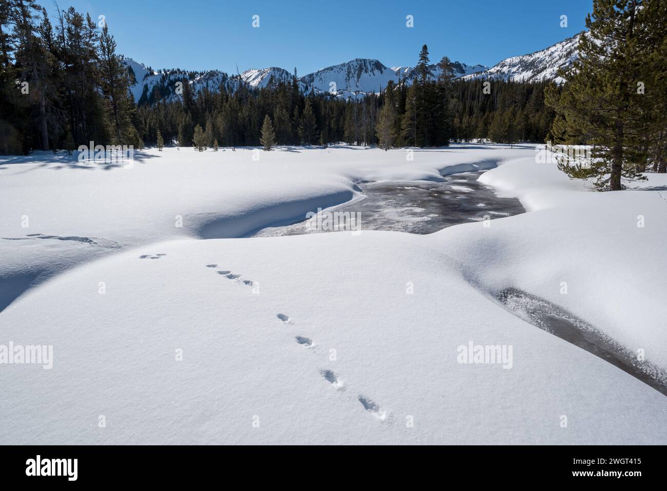 Coyote tracks, Aneroid Basin, Eagle Cap Wilderness, Oregon Stock Photo ...