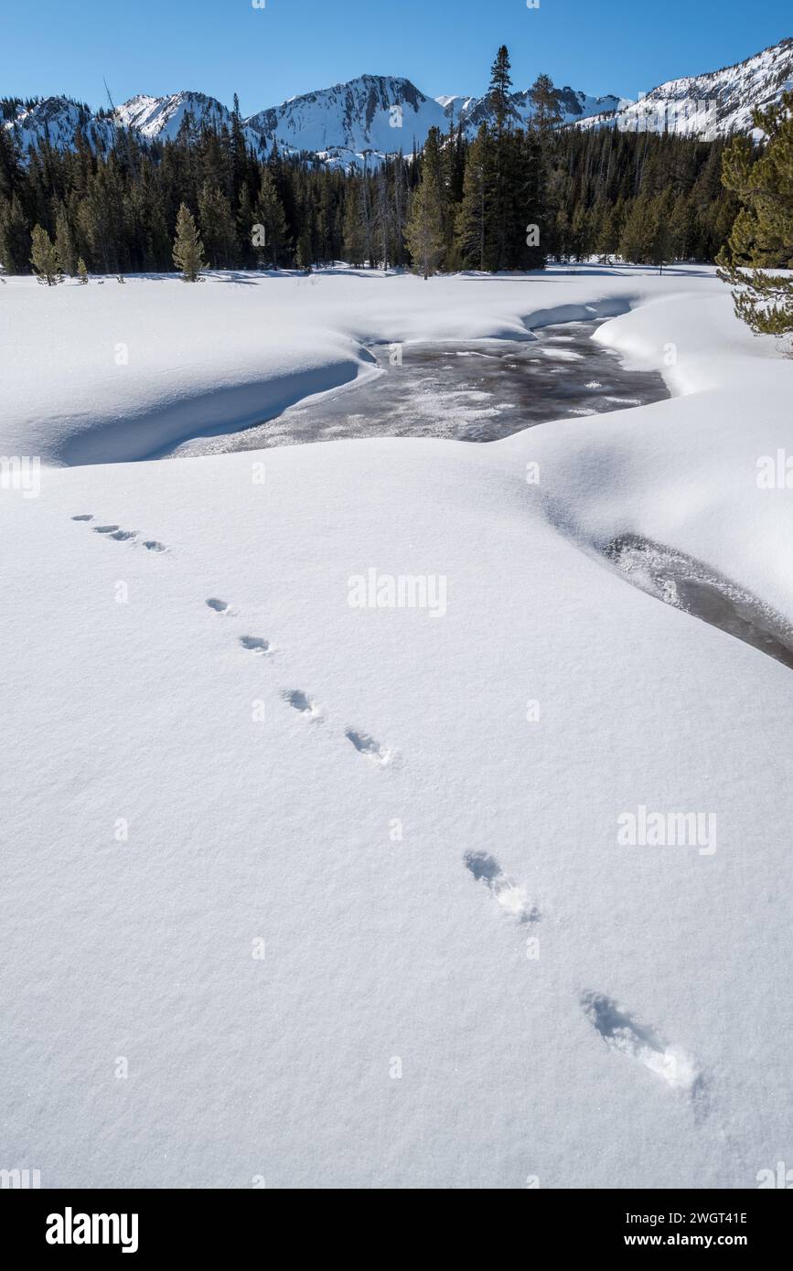 Coyote tracks, Aneroid Basin, Eagle Cap Wilderness, Oregon Stock Photo ...