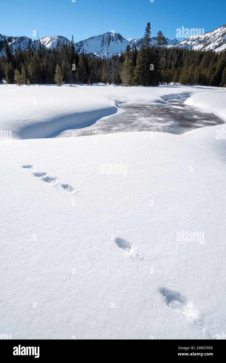 Coyote tracks, Aneroid Basin, Eagle Cap Wilderness, Oregon Stock Photo ...
