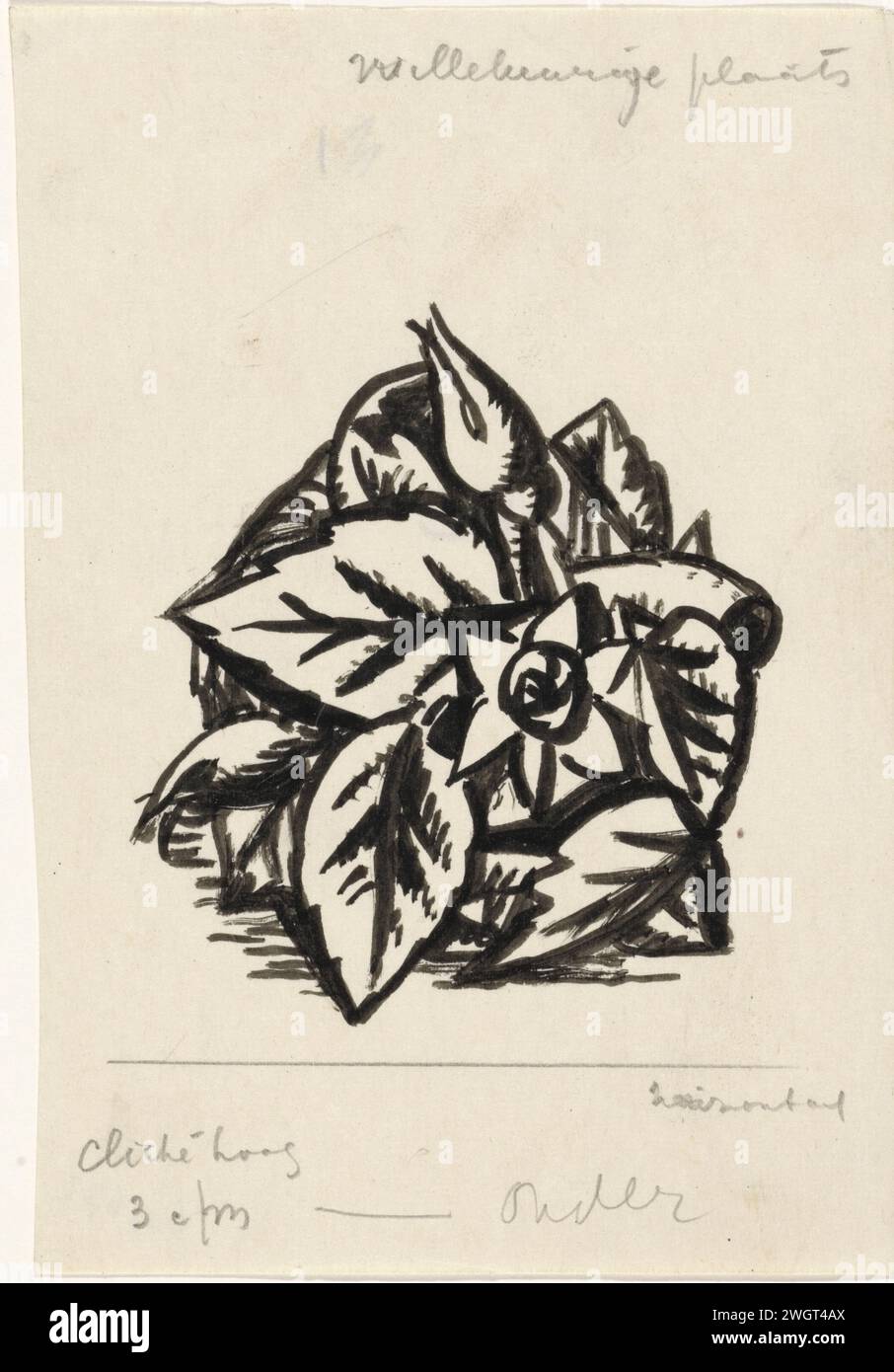 Leo gestel flower hi-res stock photography and images - Alamy