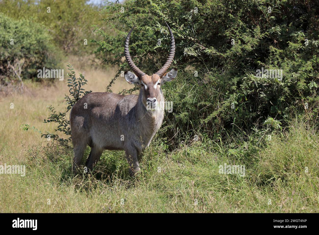 Wasserbock / Waterbuck / Kobus ellipsiprymnus Stock Photo - Alamy