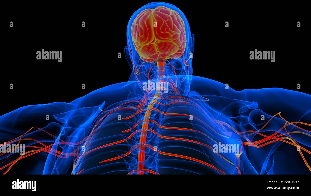 Human brain spinal cord with central nervous system anatomy for medical ...