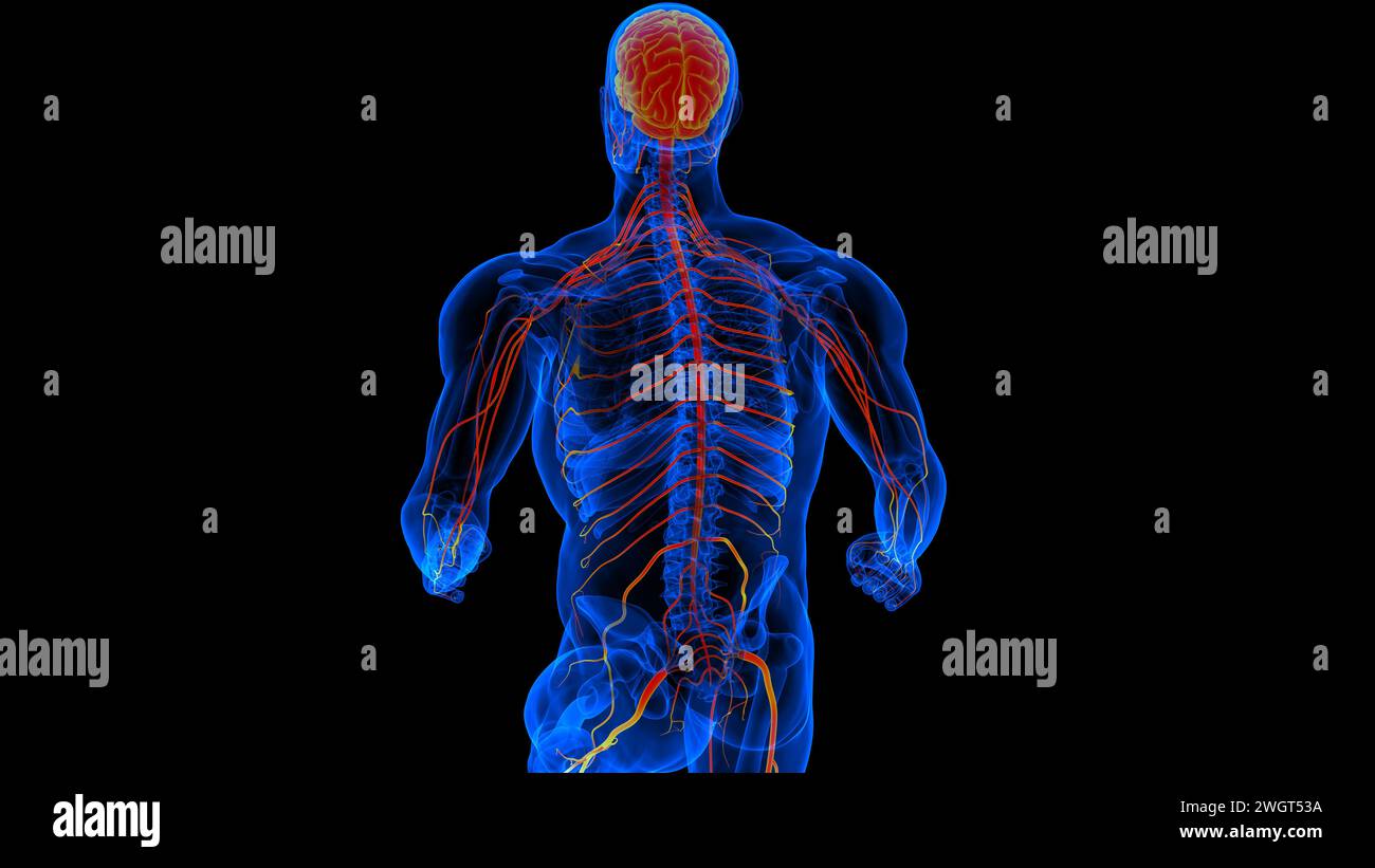 Human brain spinal cord with central nervous system anatomy for medical ...