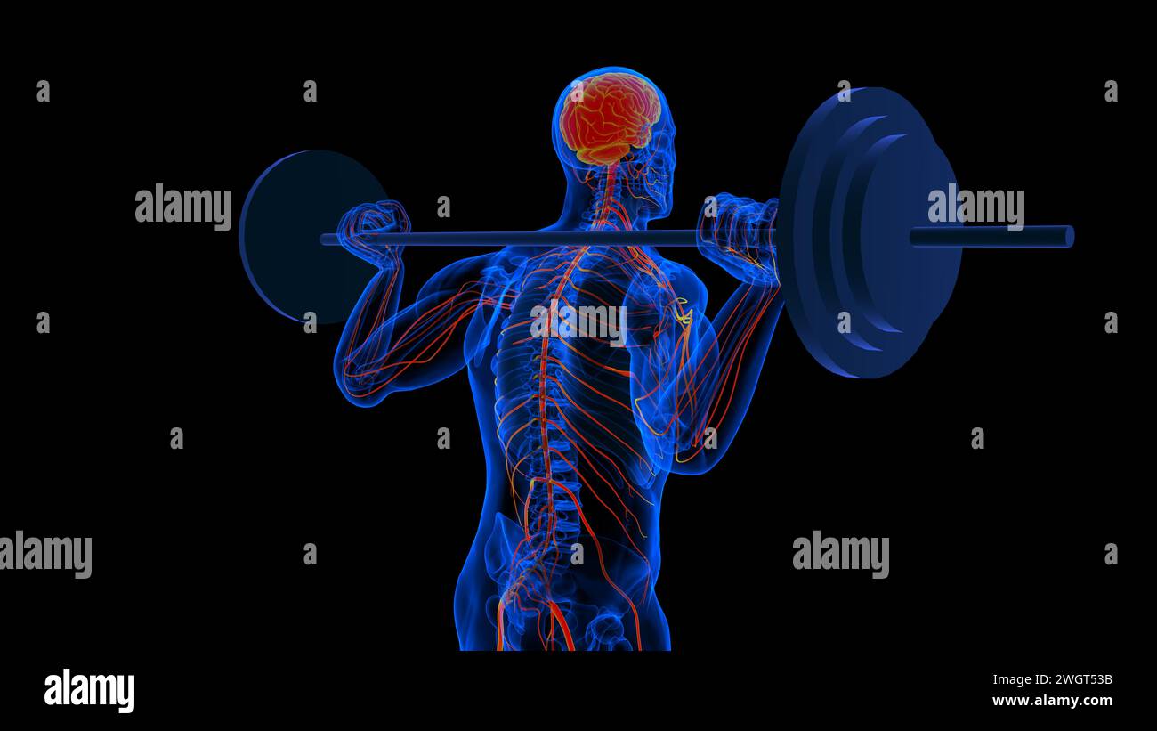Human brain spinal cord with central nervous system anatomy for medical ...