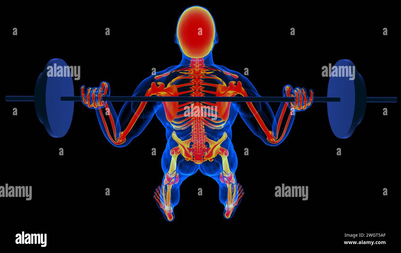 Human skeleton anatomy for medical concept 3D illustration Stock Photo ...