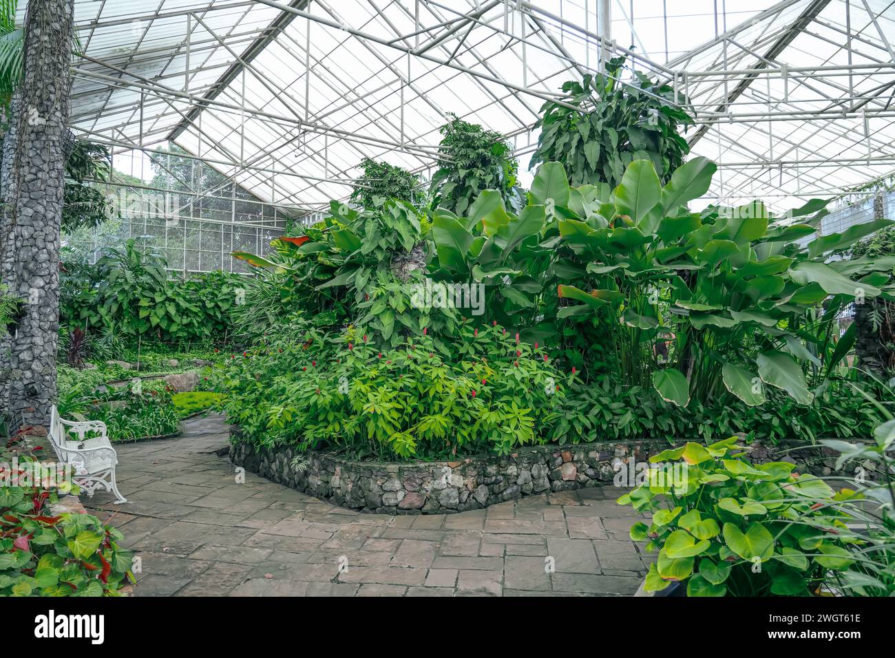 Tropical nature greenhouse, botanical garden. Araceae, philodendrons ...