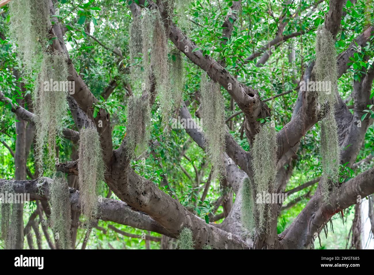 Plant Tillandsia Usneoides in natural Garden on a tropical exotic ficus ...