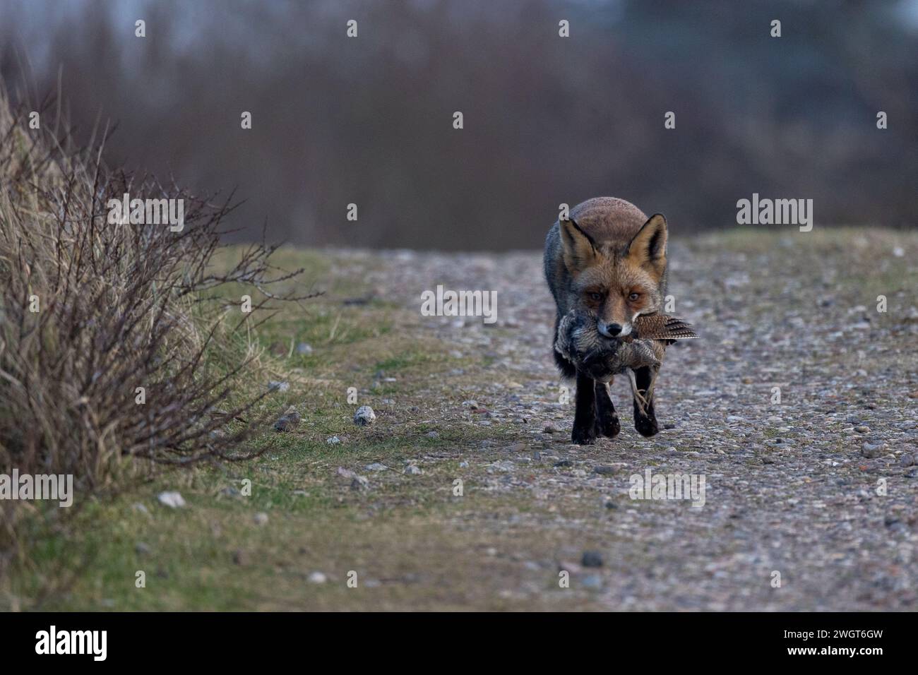 A fox carrying a caught bird in its mouth Stock Photo - Alamy