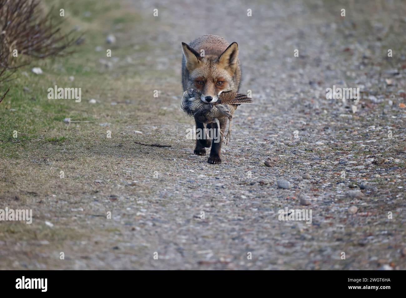 A fox carrying a caught bird in its mouth Stock Photo - Alamy