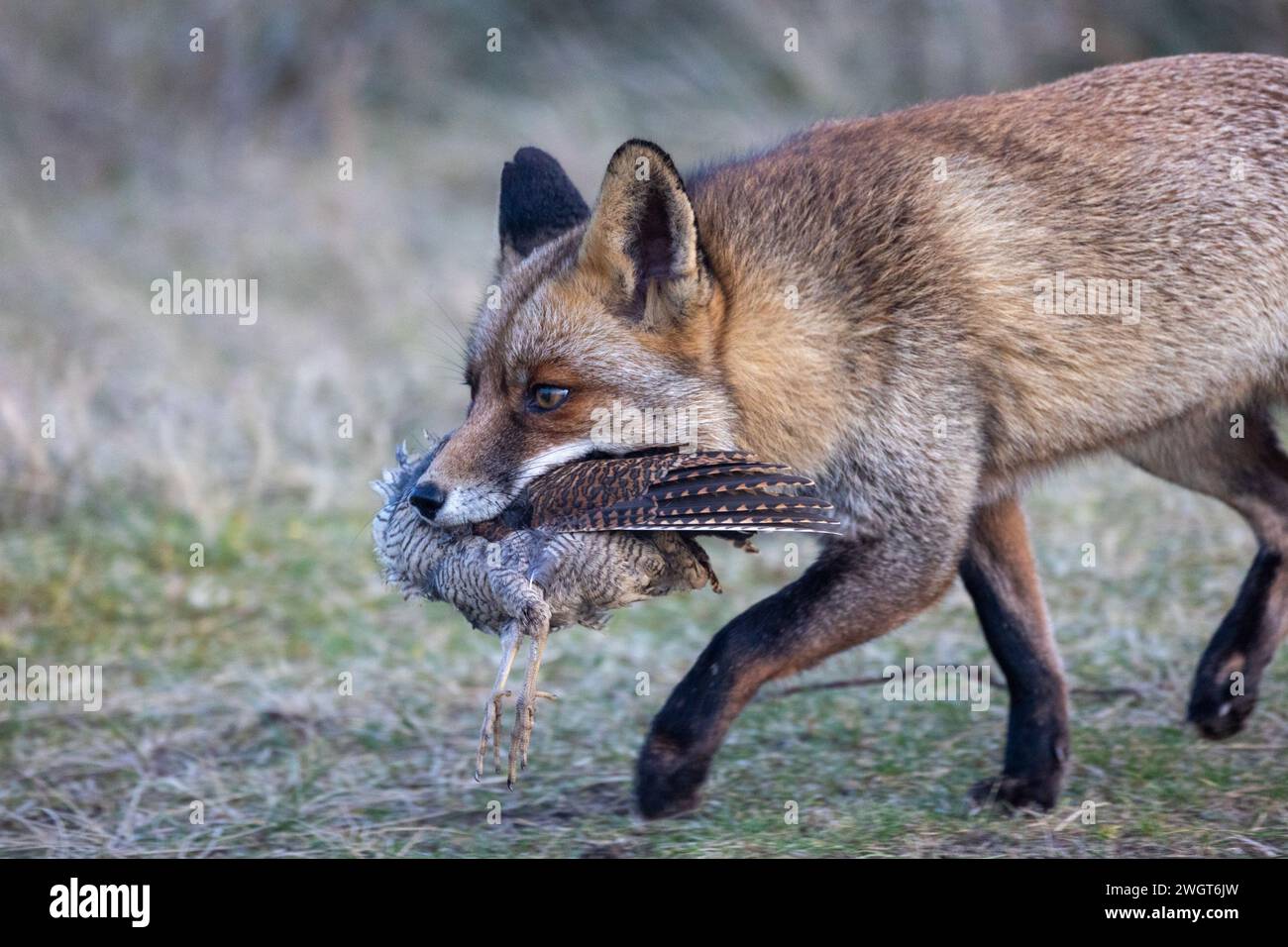 A fox carrying a caught bird in its mouth Stock Photo - Alamy