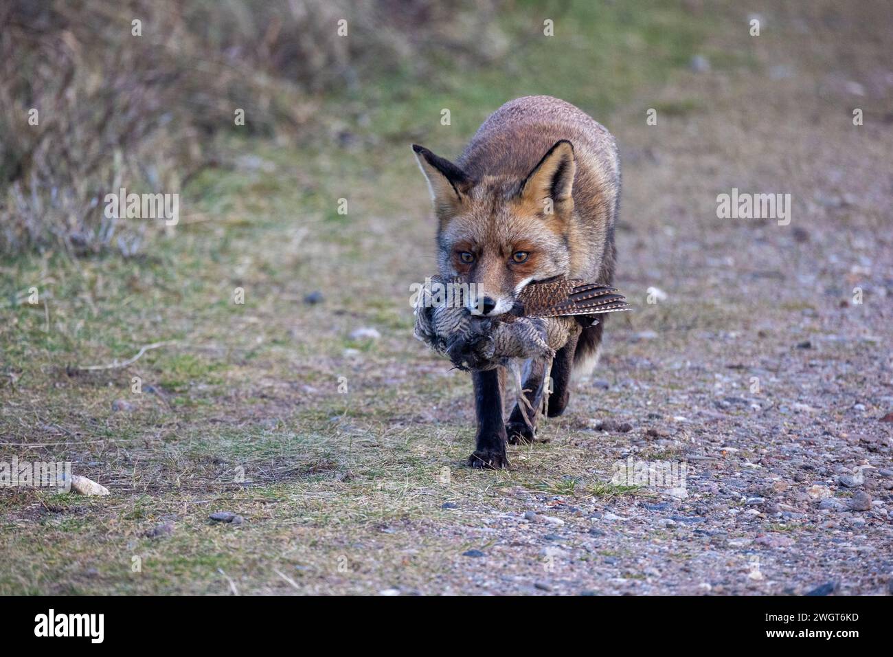Red fox prey mouth hi-res stock photography and images - Alamy