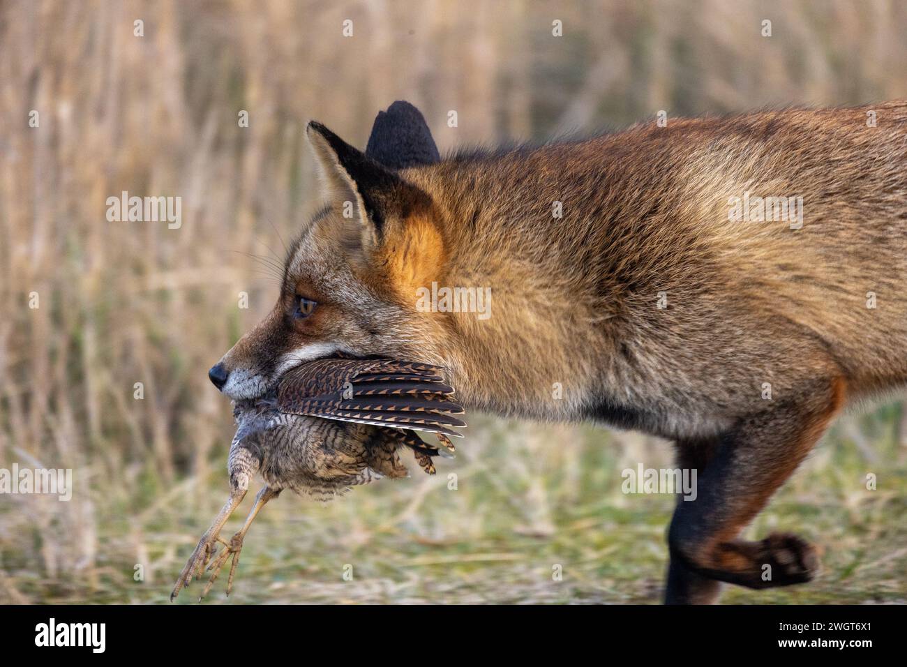 A fox carrying a caught bird in its mouth Stock Photo - Alamy