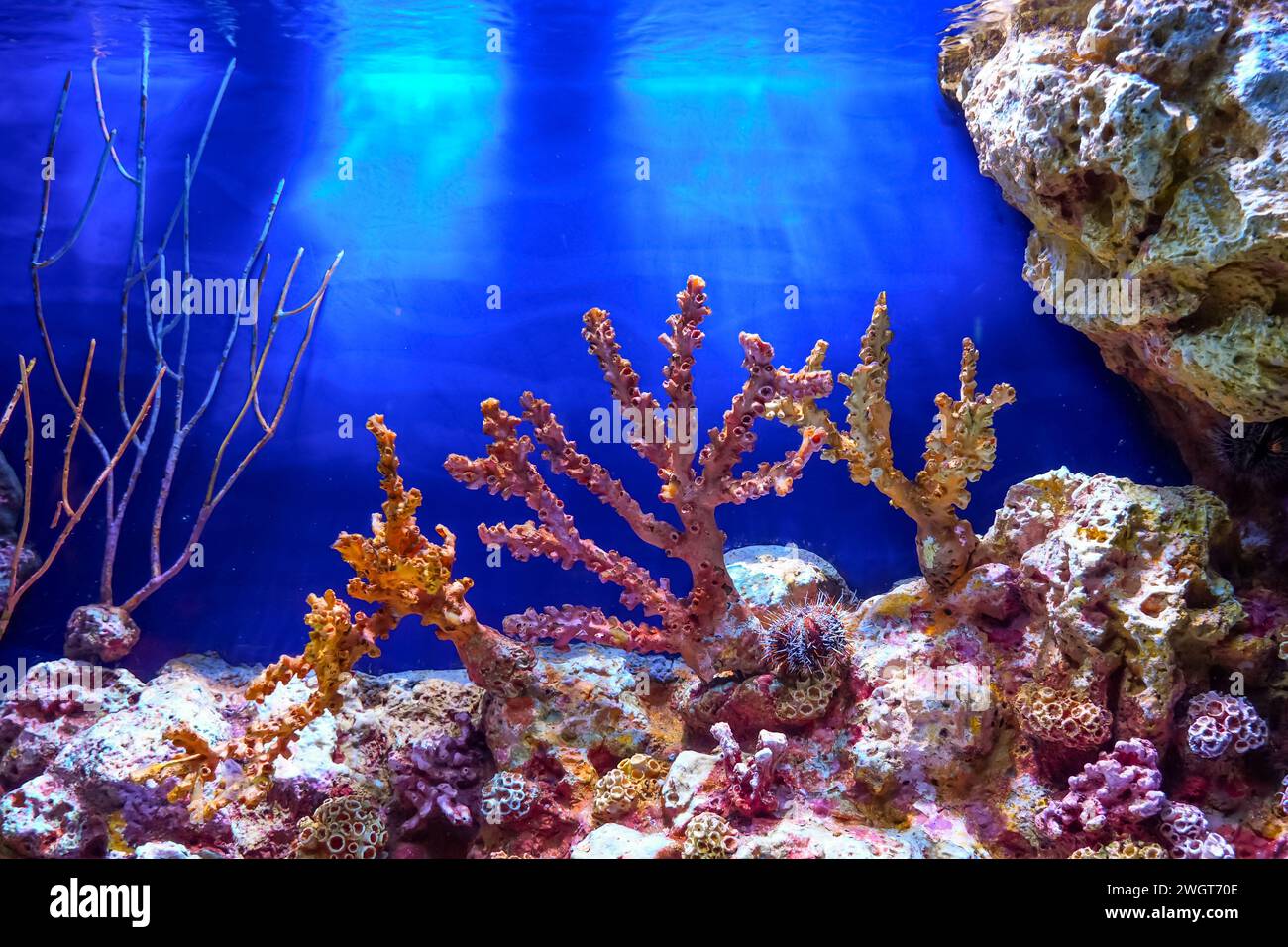 Underwater world. Coral reef and fishes sea coral reefs creatures in a ...