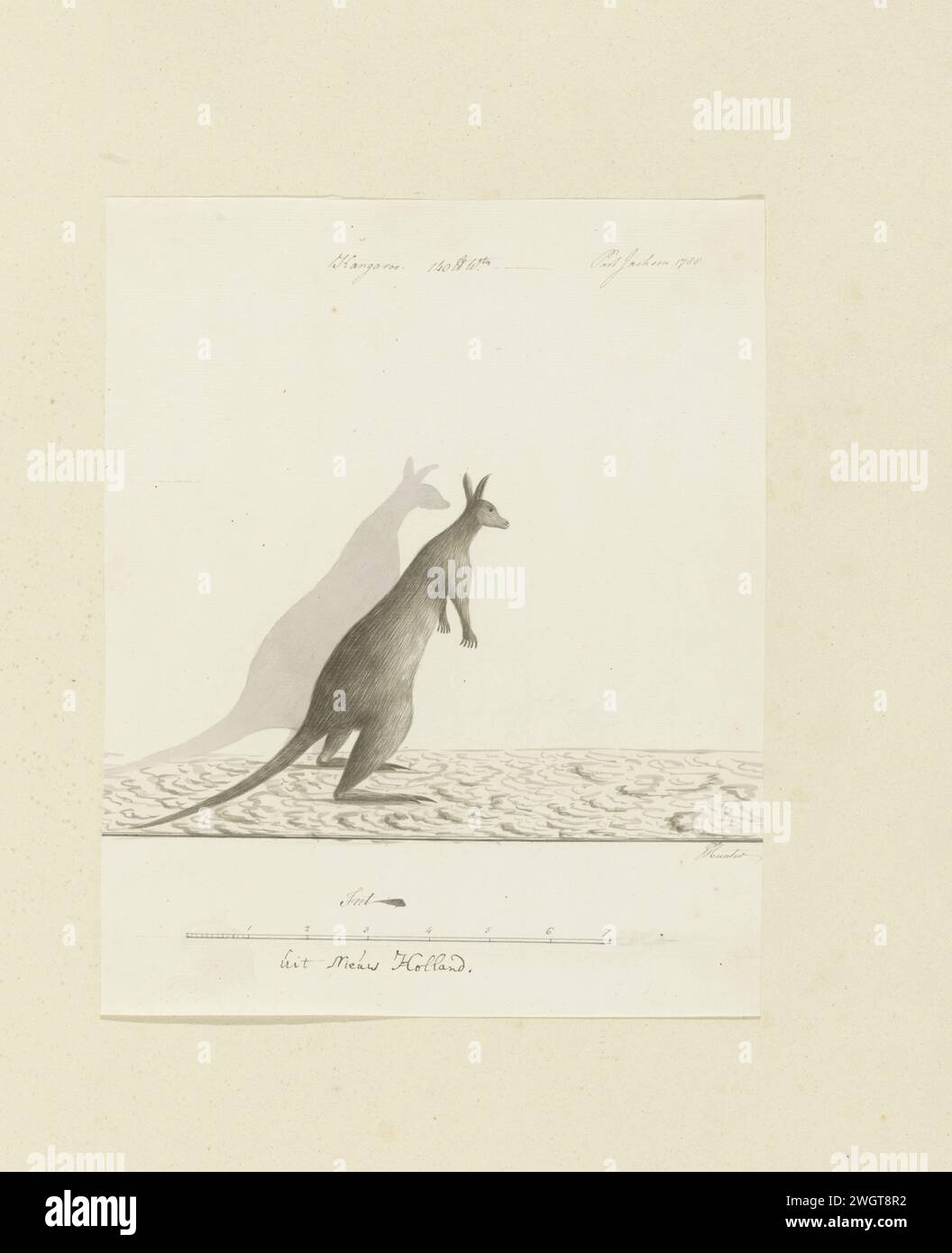 Macropus sp. (Kangaroo), 1788 drawing Kangaroo (Macropus sp.), From ...