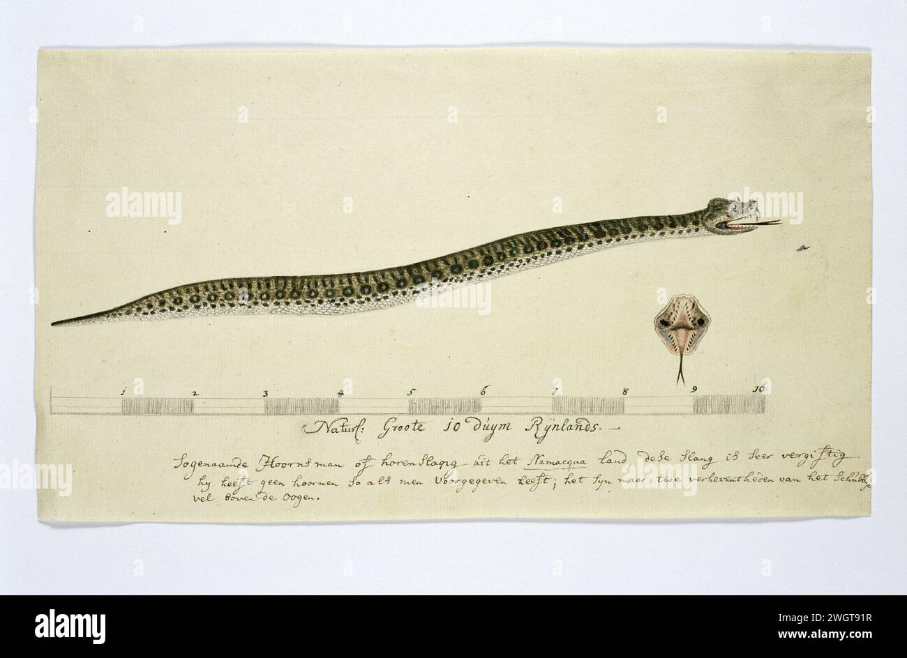 Bitis caudalis (Horned adder), 1777 - 1786 drawing Horned Pofadder ...