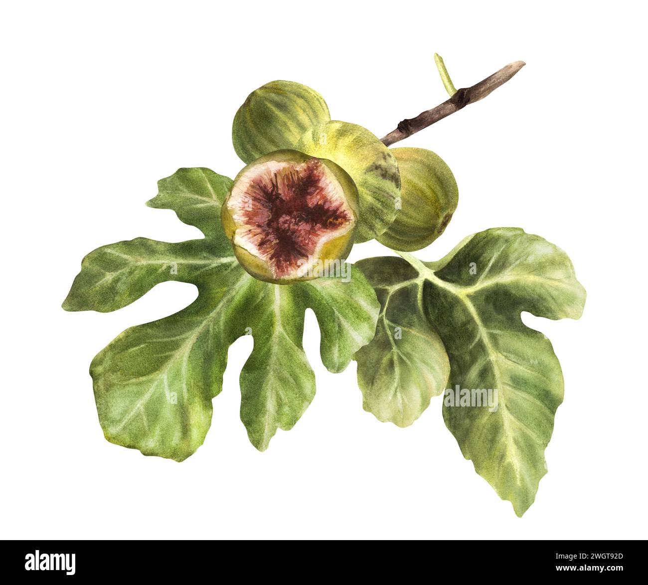 Overripe figs hi-res stock photography and images - Alamy