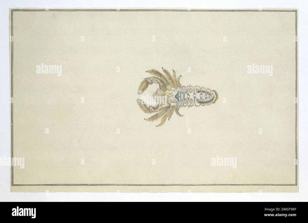 Crab drawing pen ink hi-res stock photography and images - Alamy