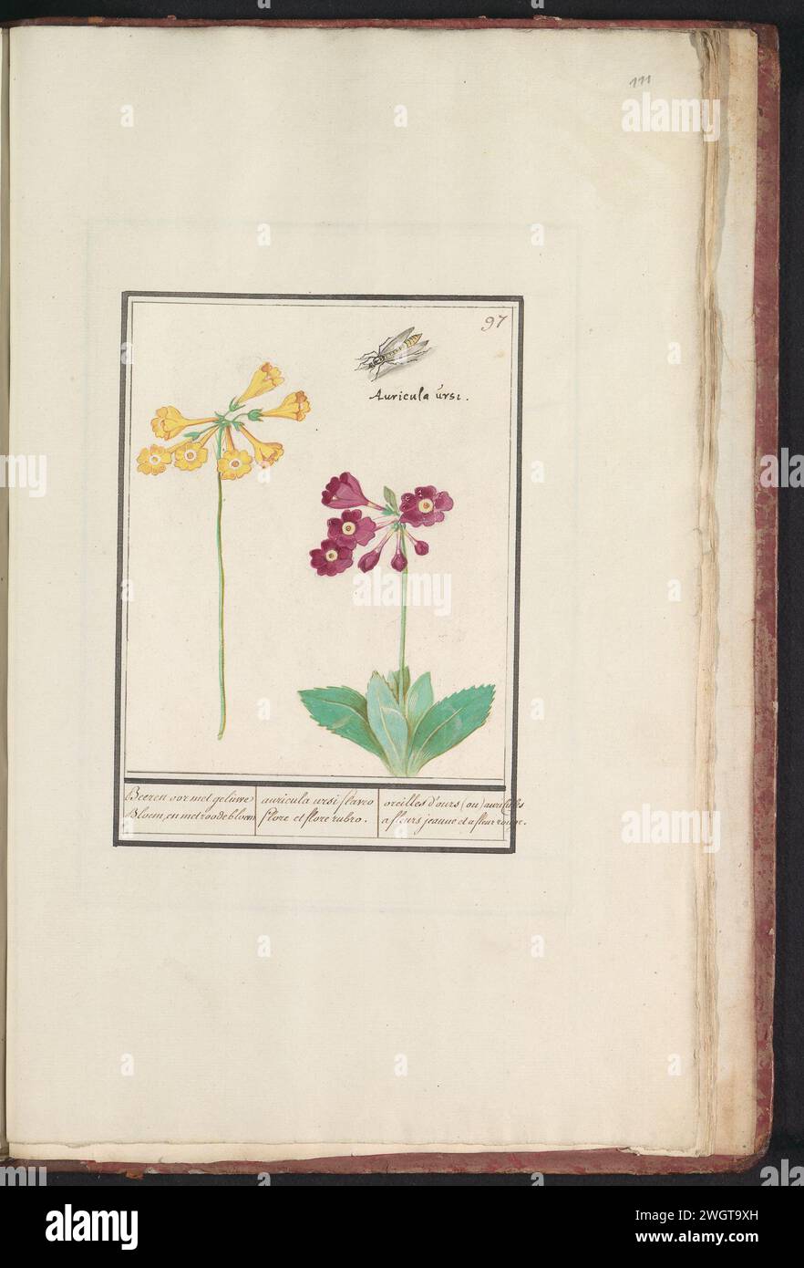 Insect numbered hi-res stock photography and images - Alamy