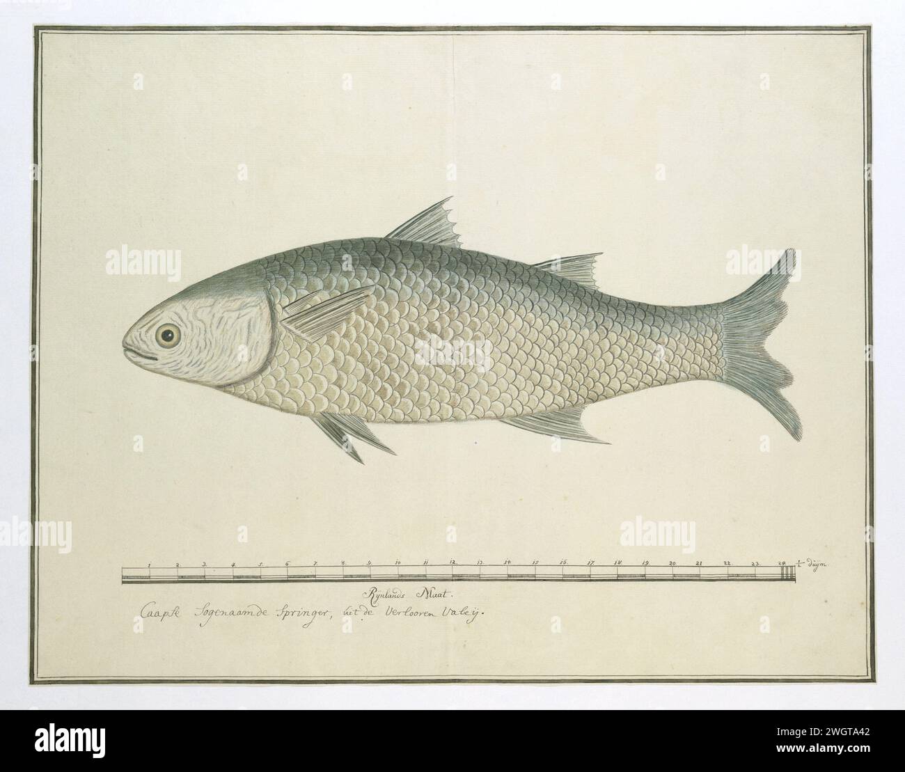 Mugil cephalus (Flathead grey mullet), 1777 - 1786 drawing The so ...