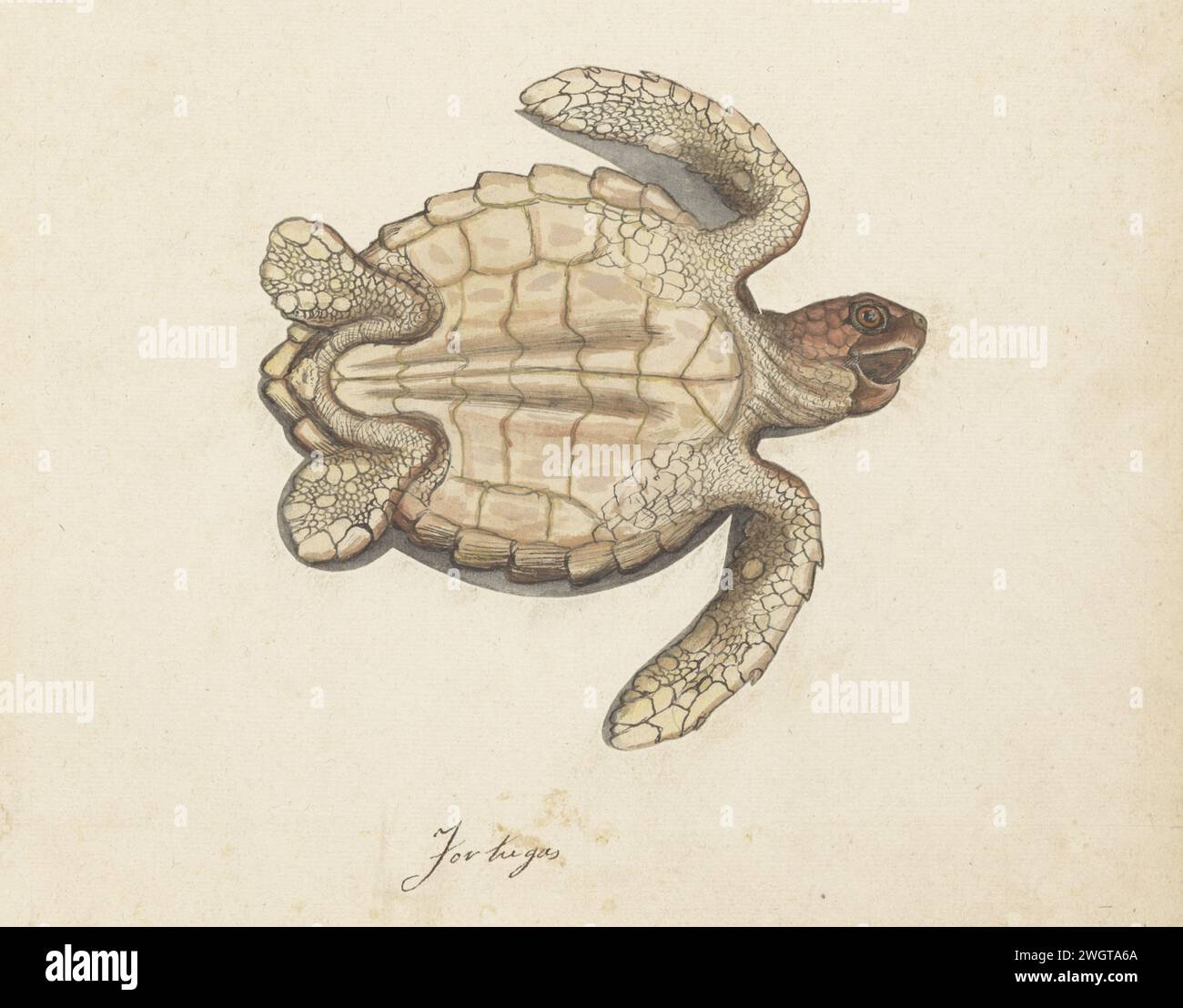 Sea turtle, anonymous, 1560 - 1585 drawing Sea turtle (Eretmochelys ...