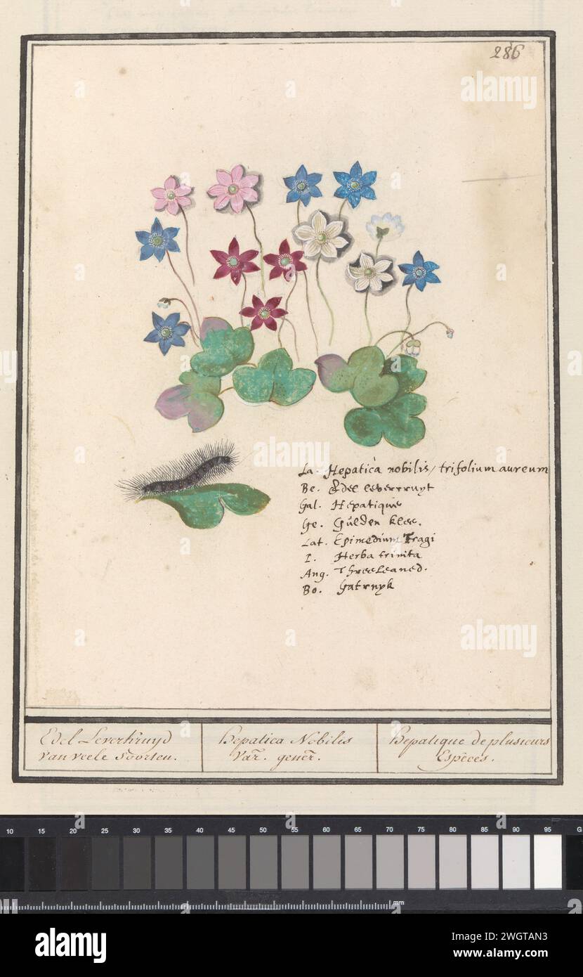 Liver flower (Anemone Hepatica, old name: Hepatica Nobilis), Anselmus ...