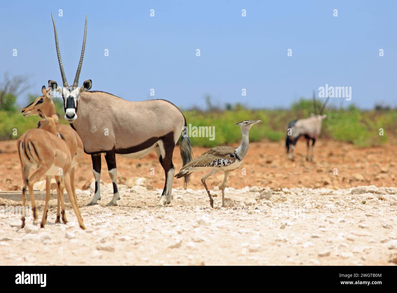 African oryx group hi-res stock photography and images - Alamy