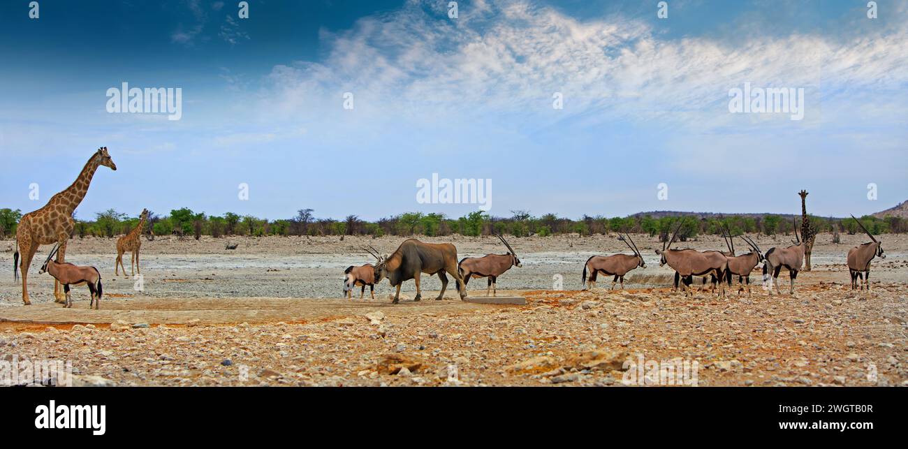 wide angle image of the dry African savannah with giraffe, lots of oryx ...