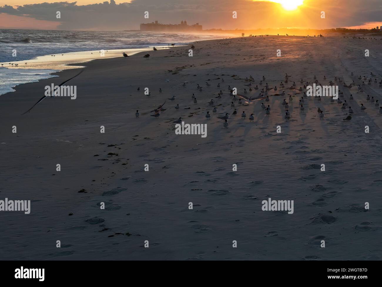 Back-lit coastal scenic with flock of Atlantic brant Stock Photo - Alamy