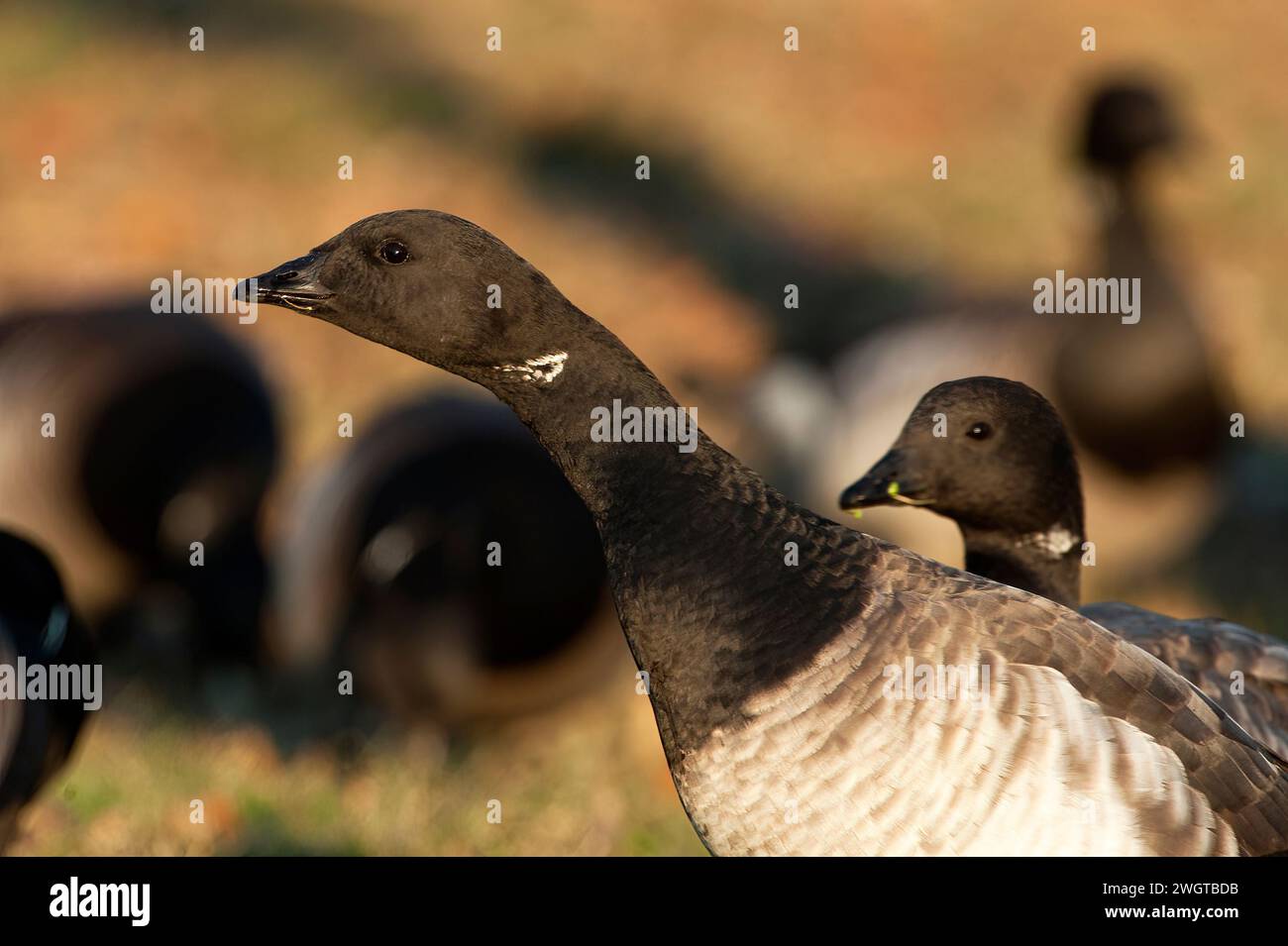 Interaction behavior hi-res stock photography and images - Alamy