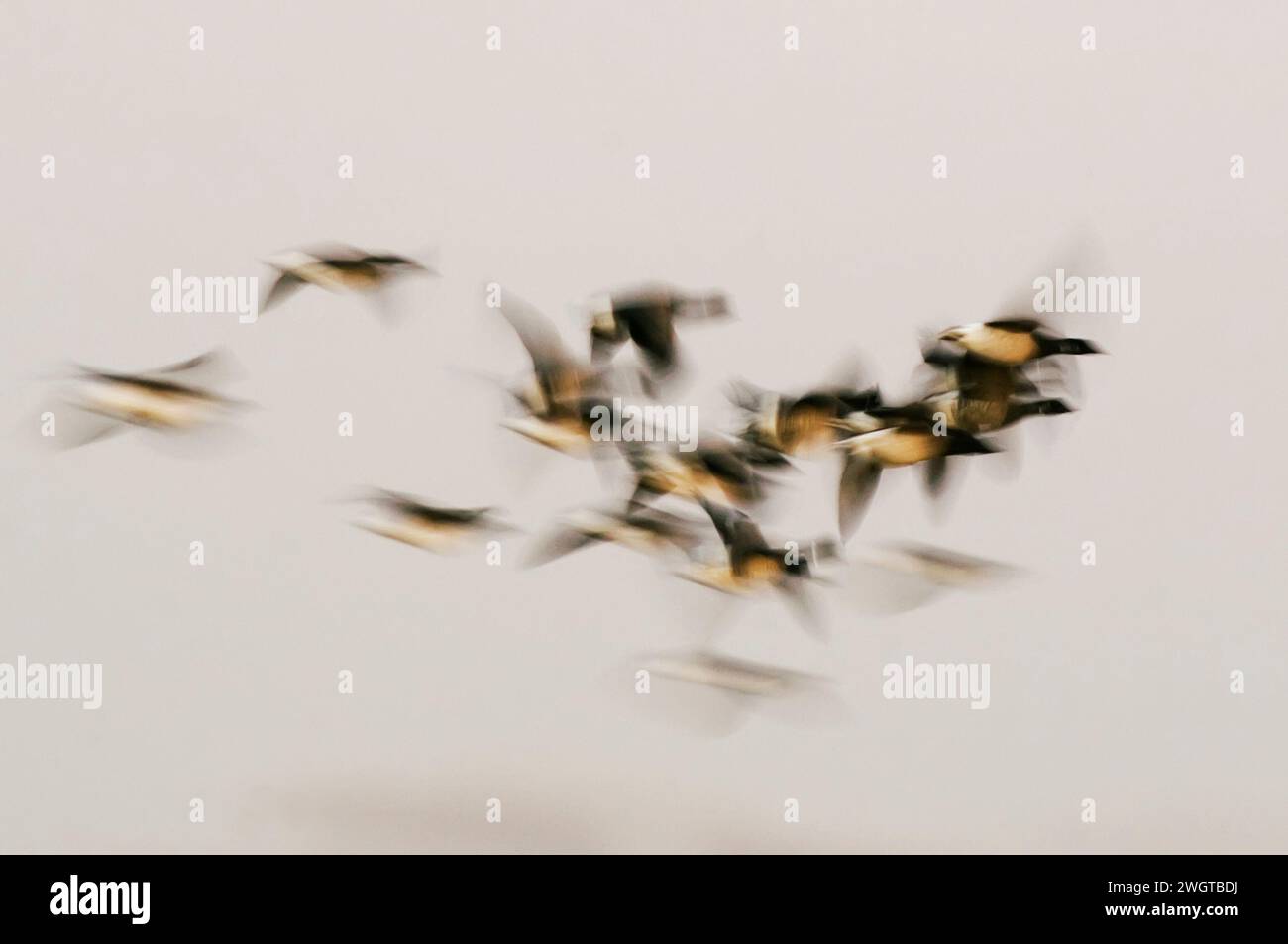 Flight of geese hi-res stock photography and images - Alamy