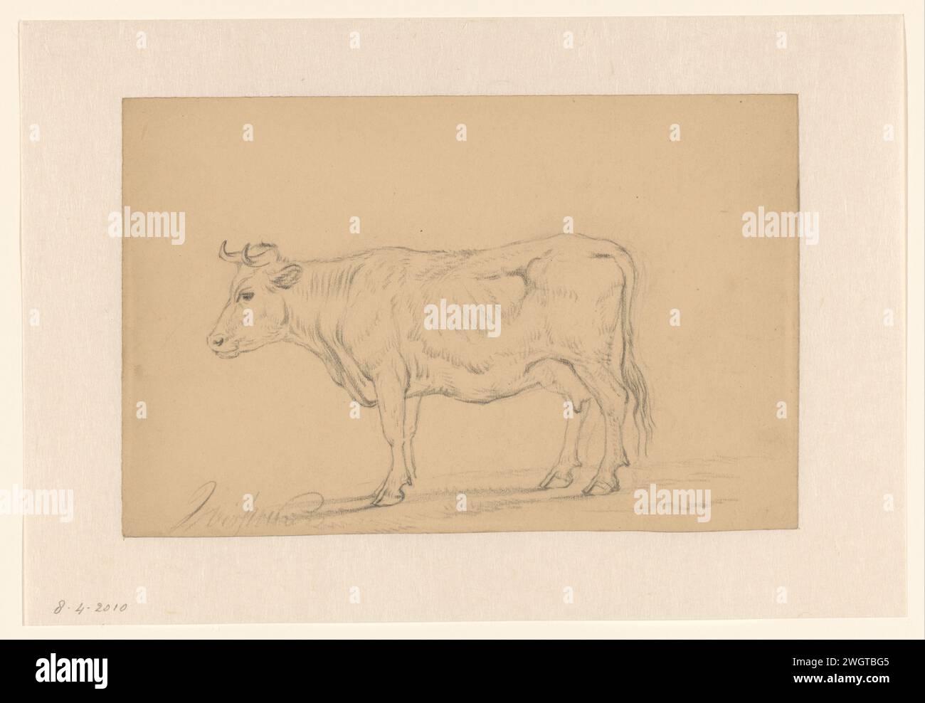 Study of a standing cow, Hendrik Miss, c. 1800 - c. 1900 drawing paper ...