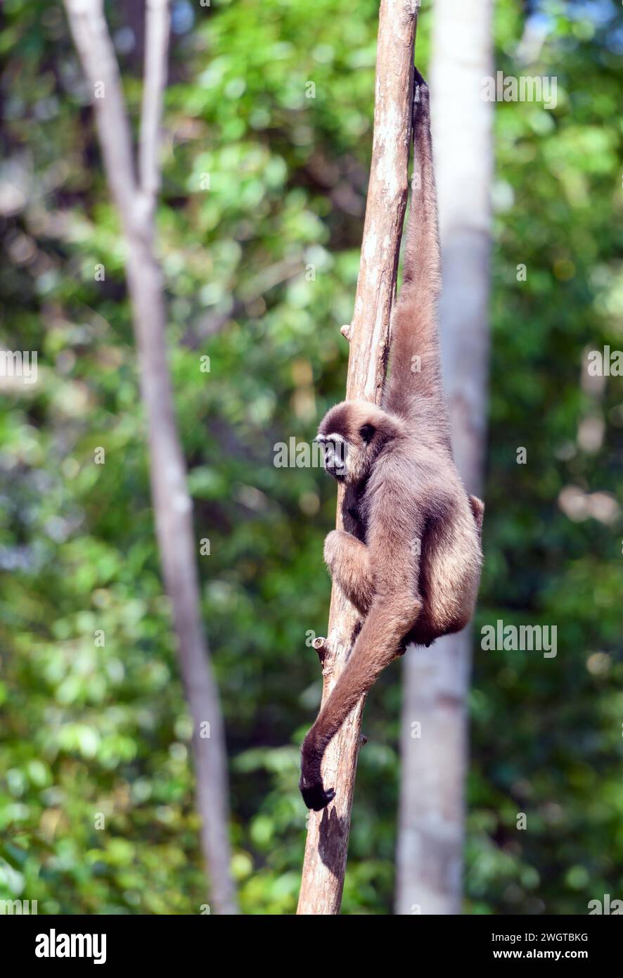 Bornean white-bearded gibbon, (Hylobates albibarbis) from Tanjung ...