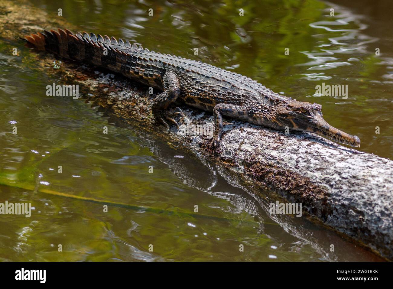 The endangered false gharial (Tomistoma schlegelii) from Tanjung Puting ...