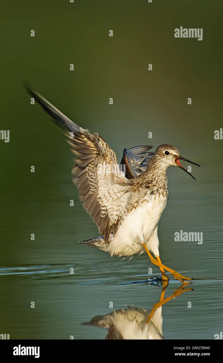 Lesser Yellowlegs. Tringa flavipes. Jamaica Bay, Gateway, NRA. Lesser ...