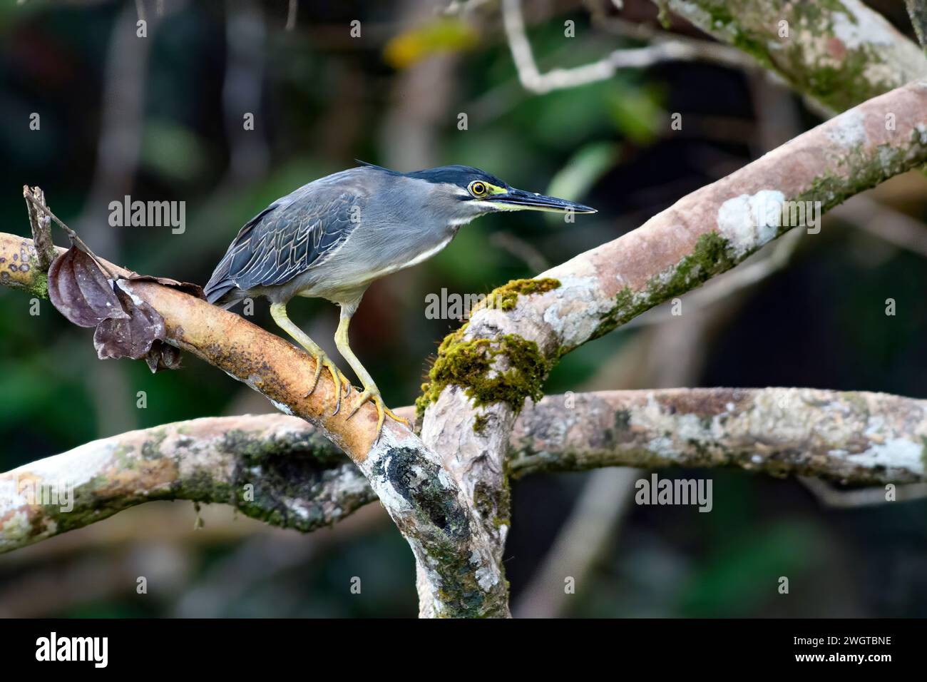 Striated heron (Butorides striata) from Tanjung Puting National Park ...