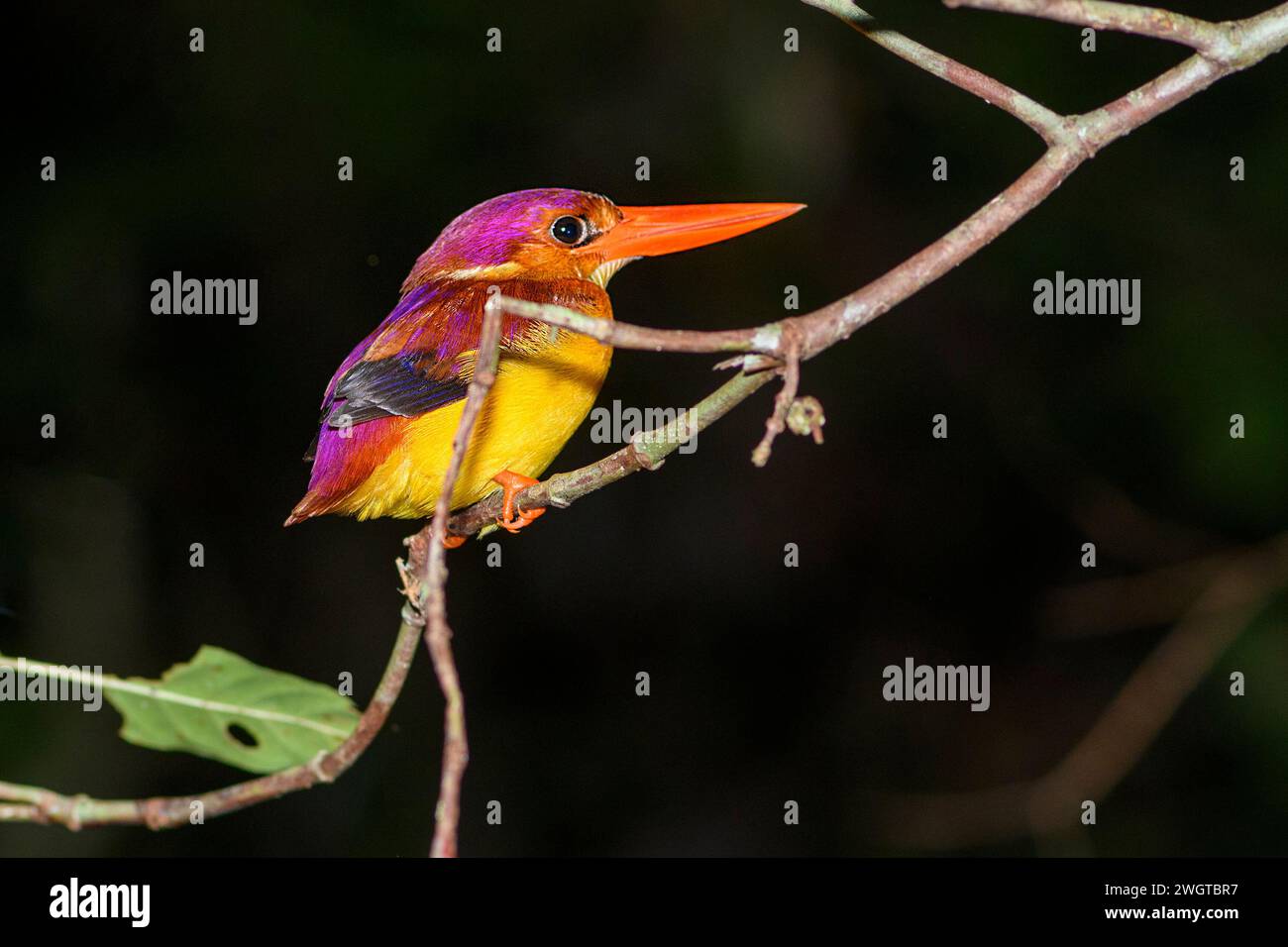 Rufous-backed dwarf kingfisher (Ceyx rufidorsa) from Tanjung Puting ...